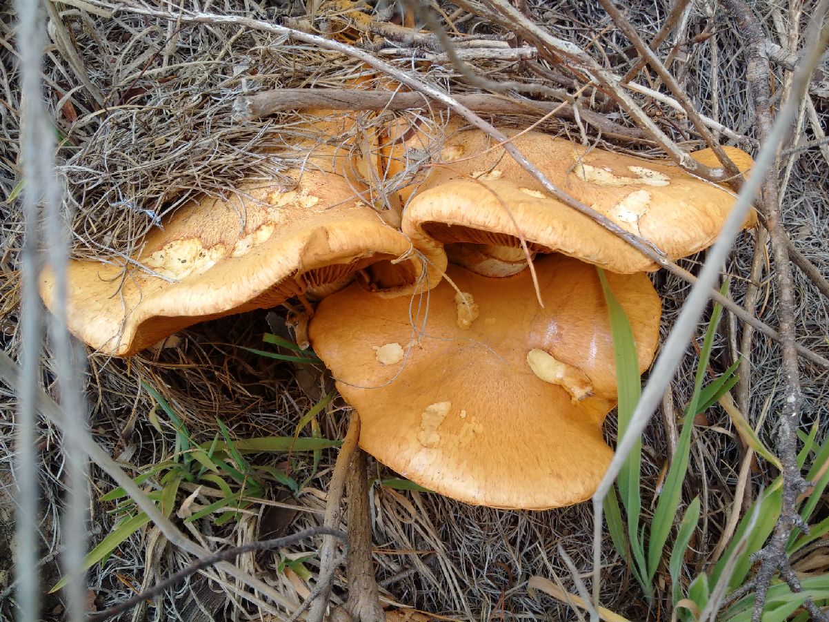 HOLY FUNGI – Yoga Beautiful